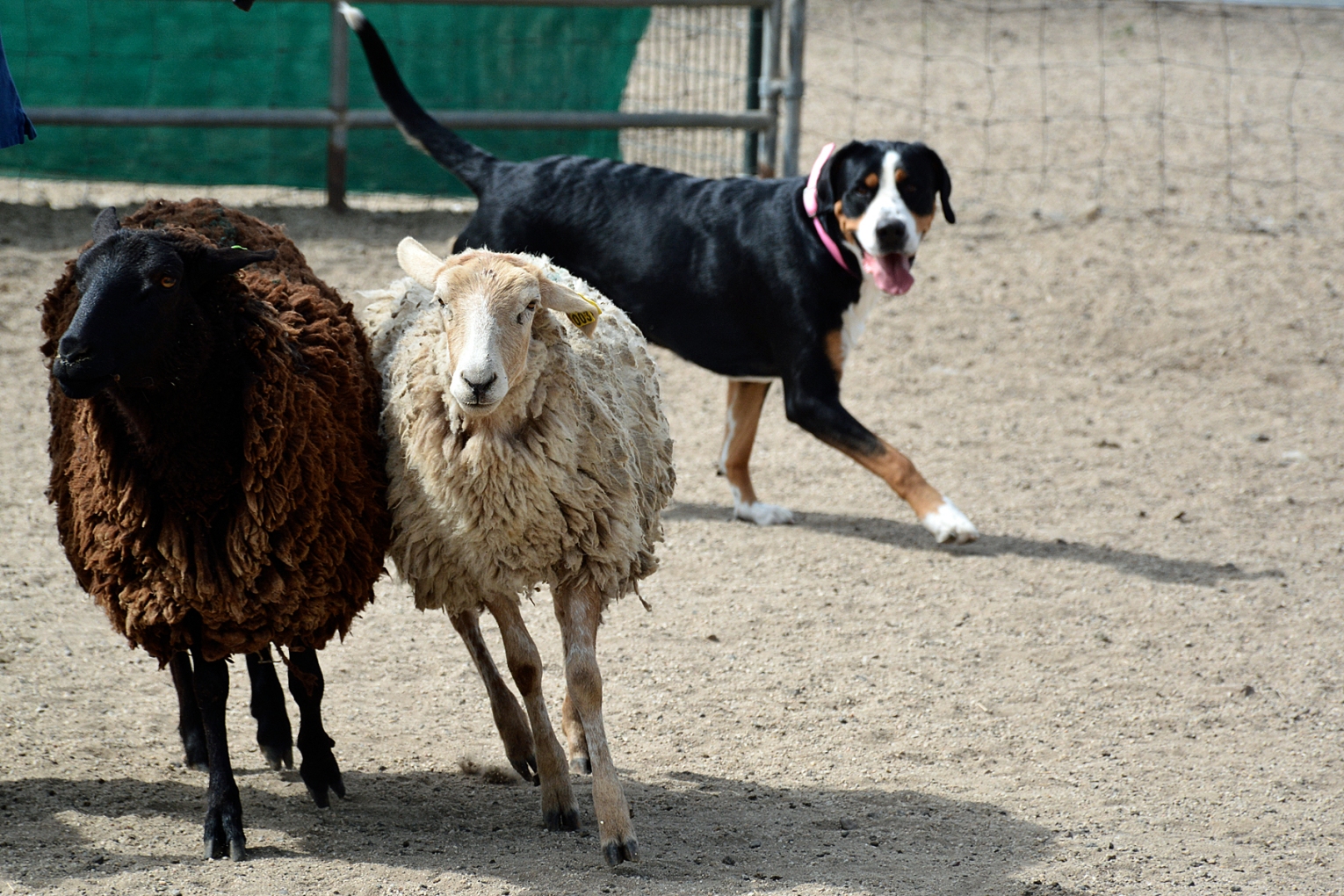 mia | Quartz Mountain